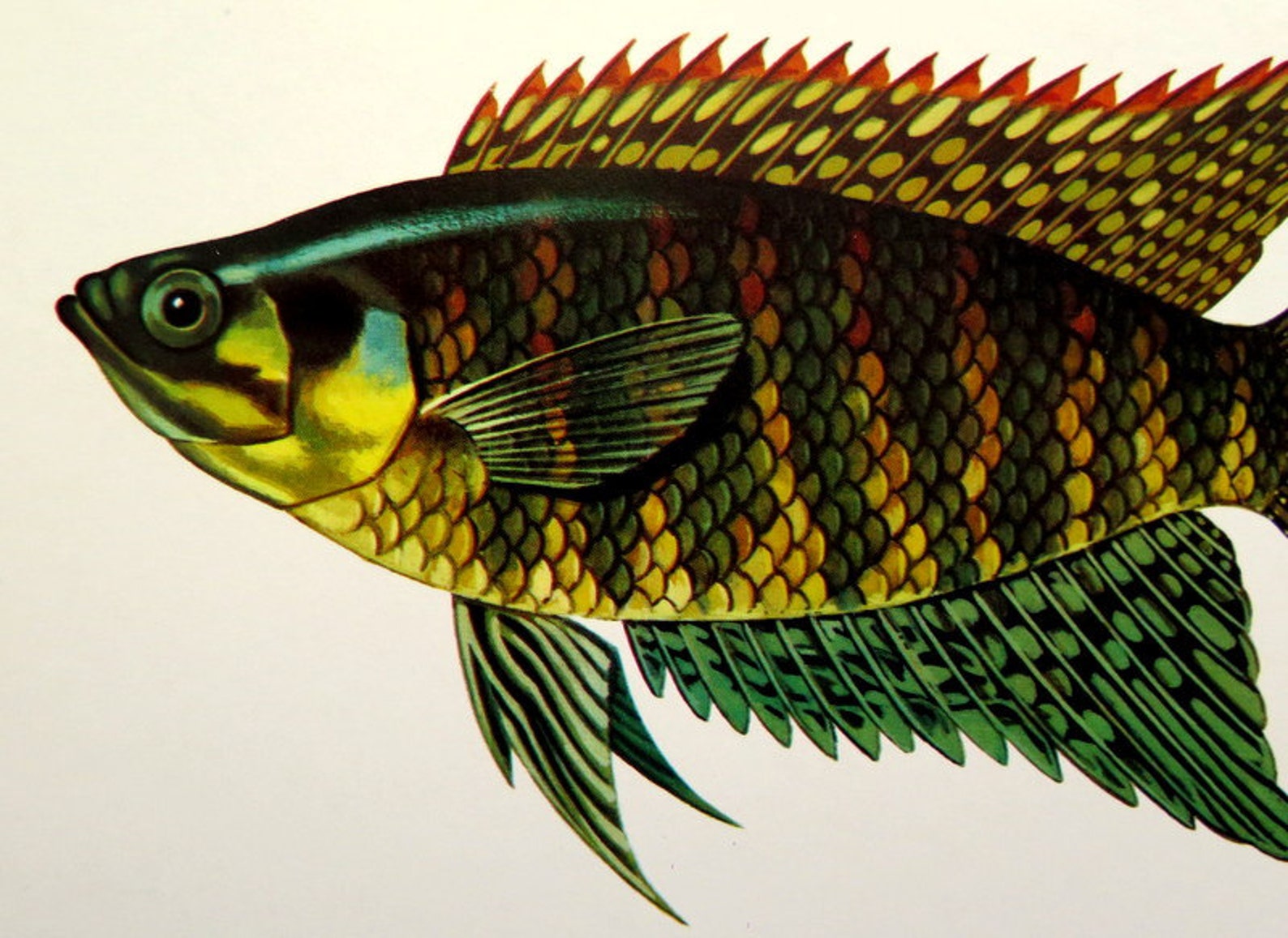 1975 Antique Banded Bushfish Lithograph FISHES Color Print - Etsy