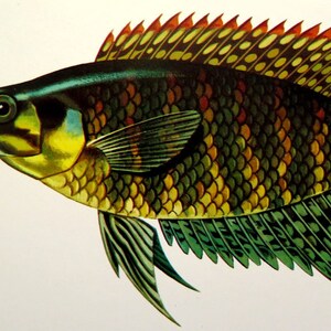 1975 Antique Banded Bushfish Lithograph FISHES Color Print - Etsy