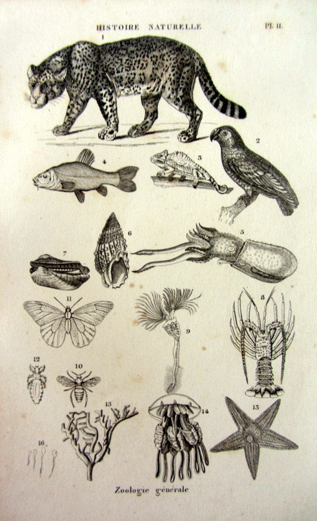 Vintage General Zoology Engraving 1852 Antique Original - Etsy