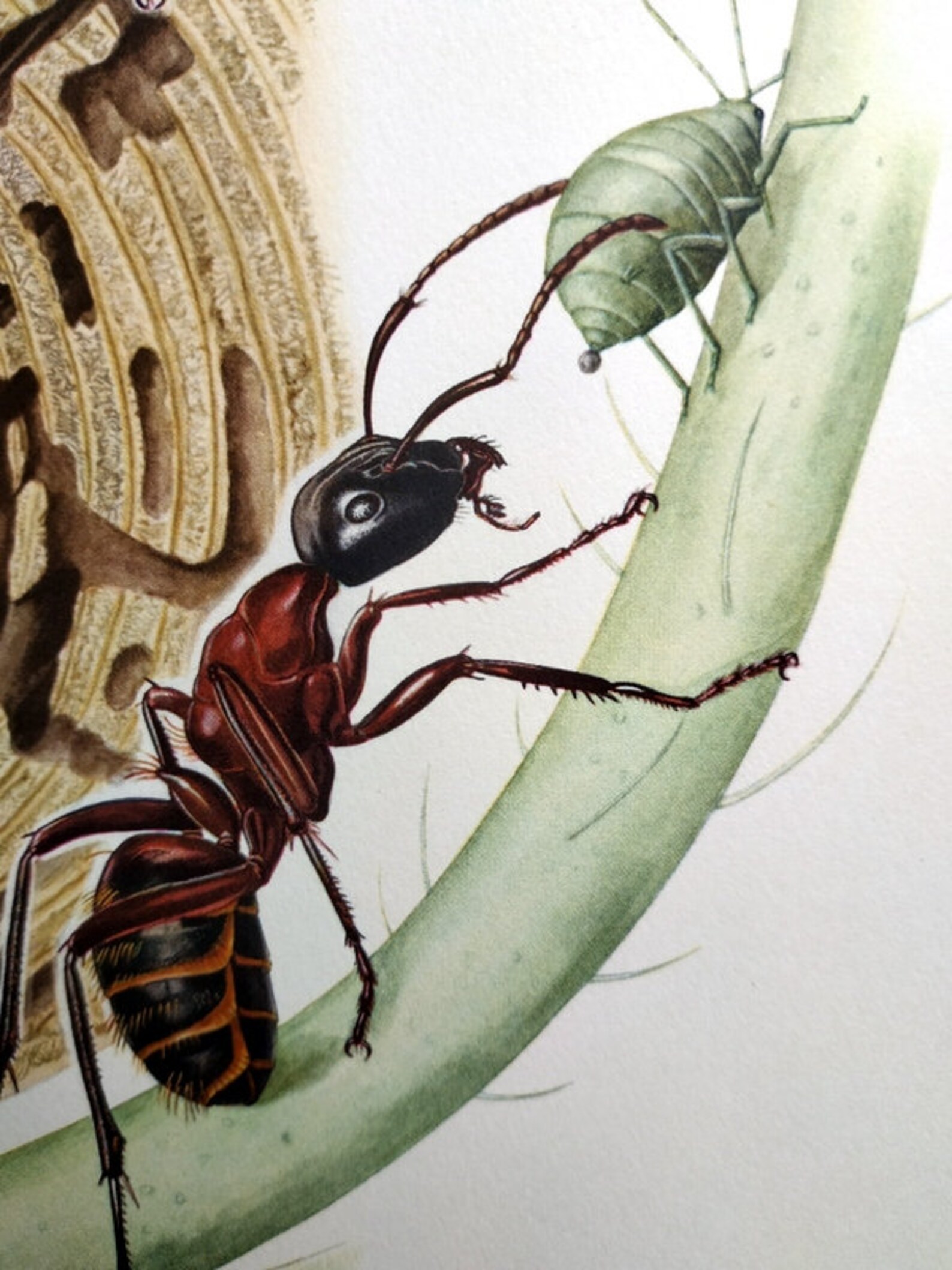 Antique Carpenter Ants Lithograph 1967 INSECTS ANT COLOR - Etsy