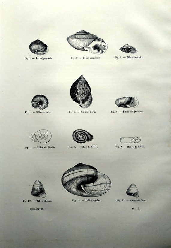 1860 antique SHELLS print gastropod mollusk shell sea life illustration ...
