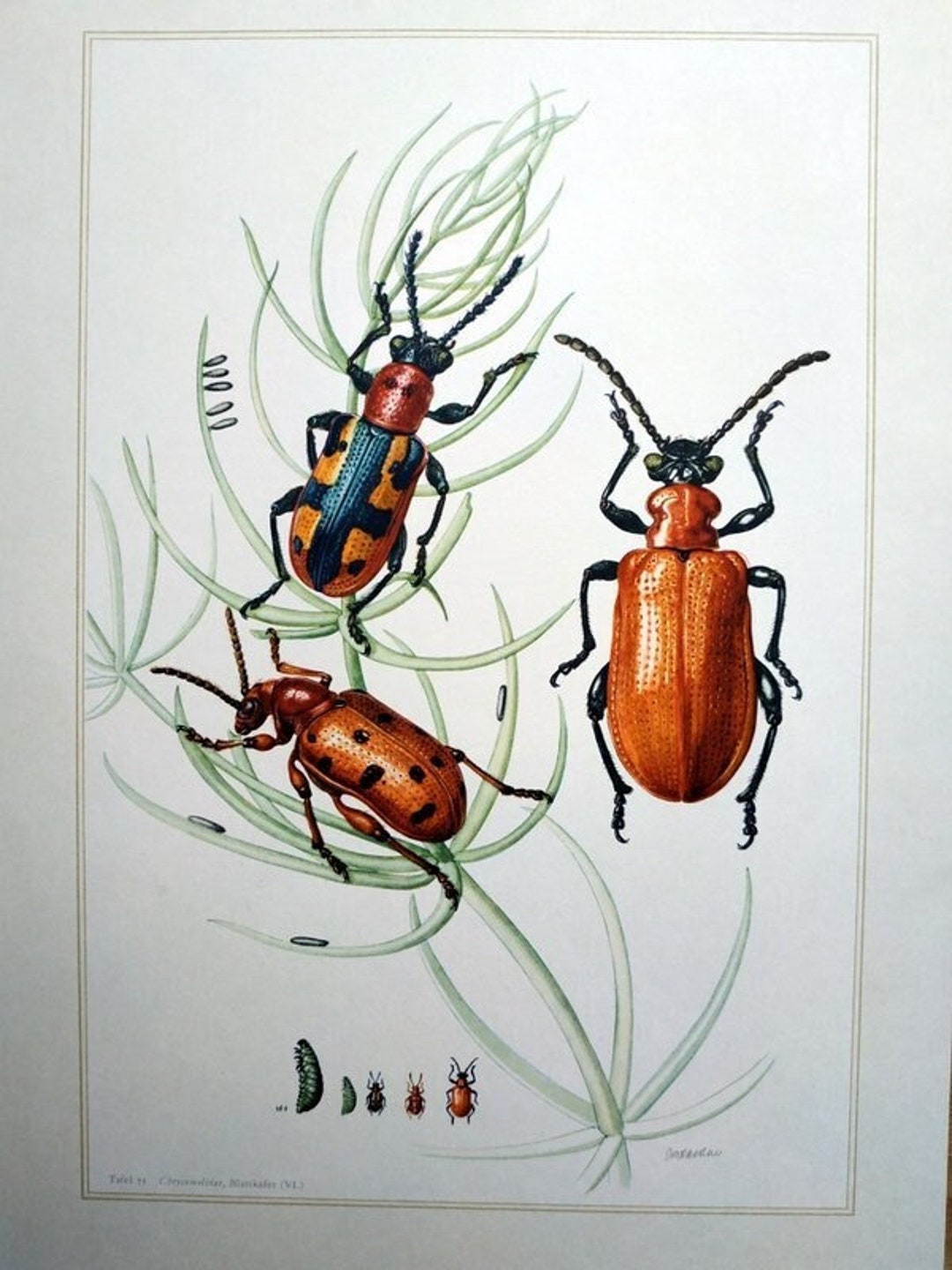 1967 Antique INSECTS Lithograph Engraving Leaf Beetles COLOR - Etsy