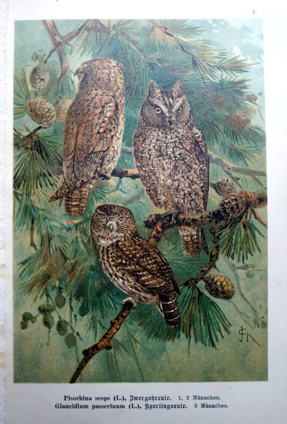 Differents types of Scops owls PRINT. 1903 antique original | Etsy