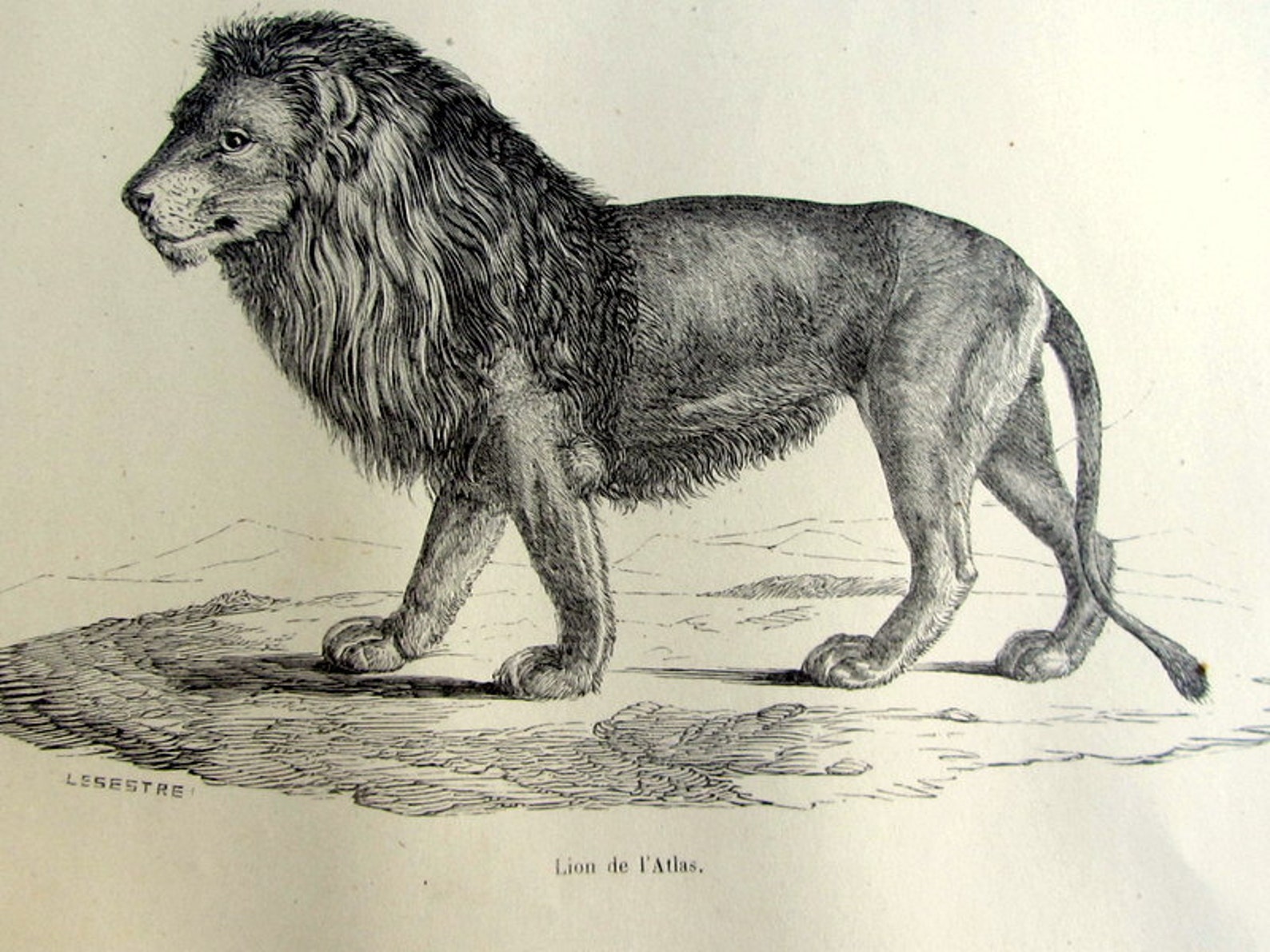 1860 Rare Antique Lion of ATLAS Print Vintage Feline - Etsy
