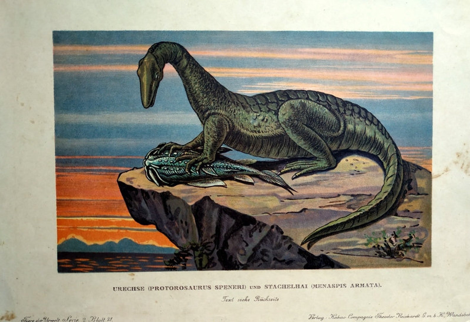 1900 Antique Rare Animal Protorosaurus Print Engraving - Etsy