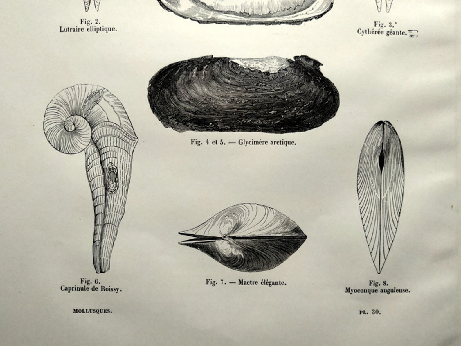 1860 Rare Antique SHELLS Molluscs Engraving Original Otter - Etsy