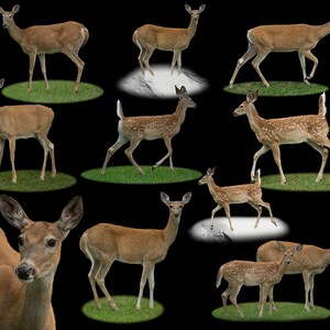 Real Deer Overlays - Etsy