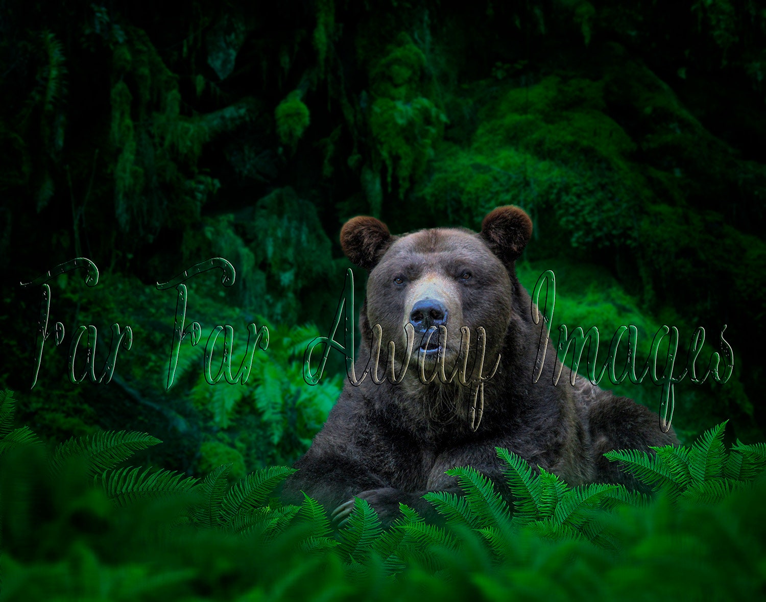 Bear Overlays - Etsy