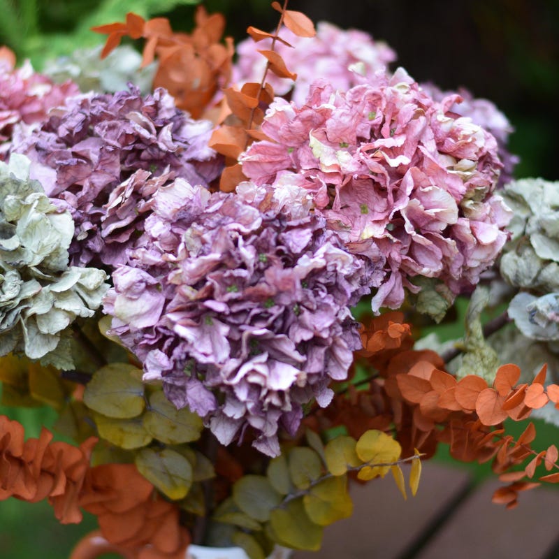 Dried Hydrangeas - Etsy