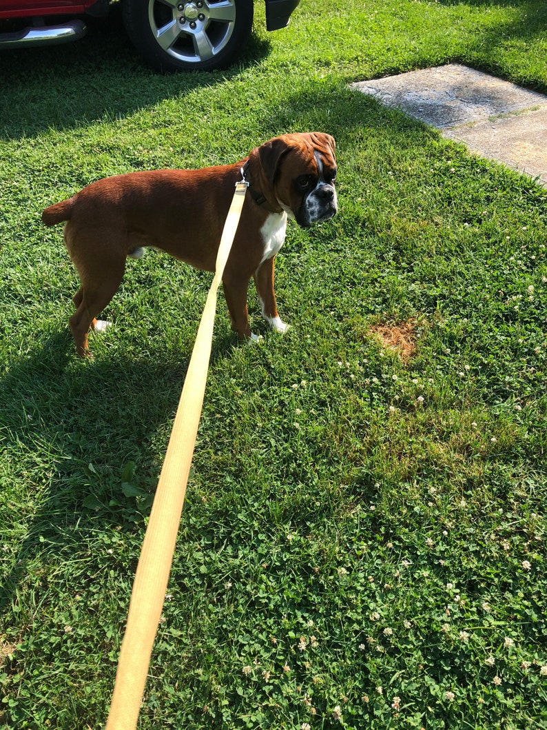 6 ft Dog leash dog tether k9 restraint system.pet | Etsy