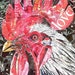 Cockeral Chicken Art Signed Collage Print, Violet Von Riot - Etsy