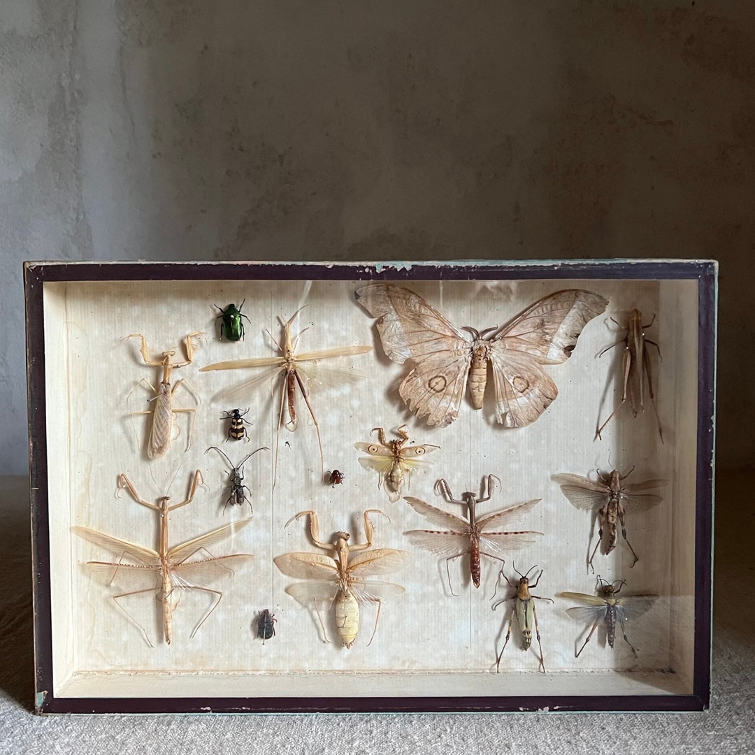 Antique French Entomology Taxidermy Shadow Box Display Glass Framed ...