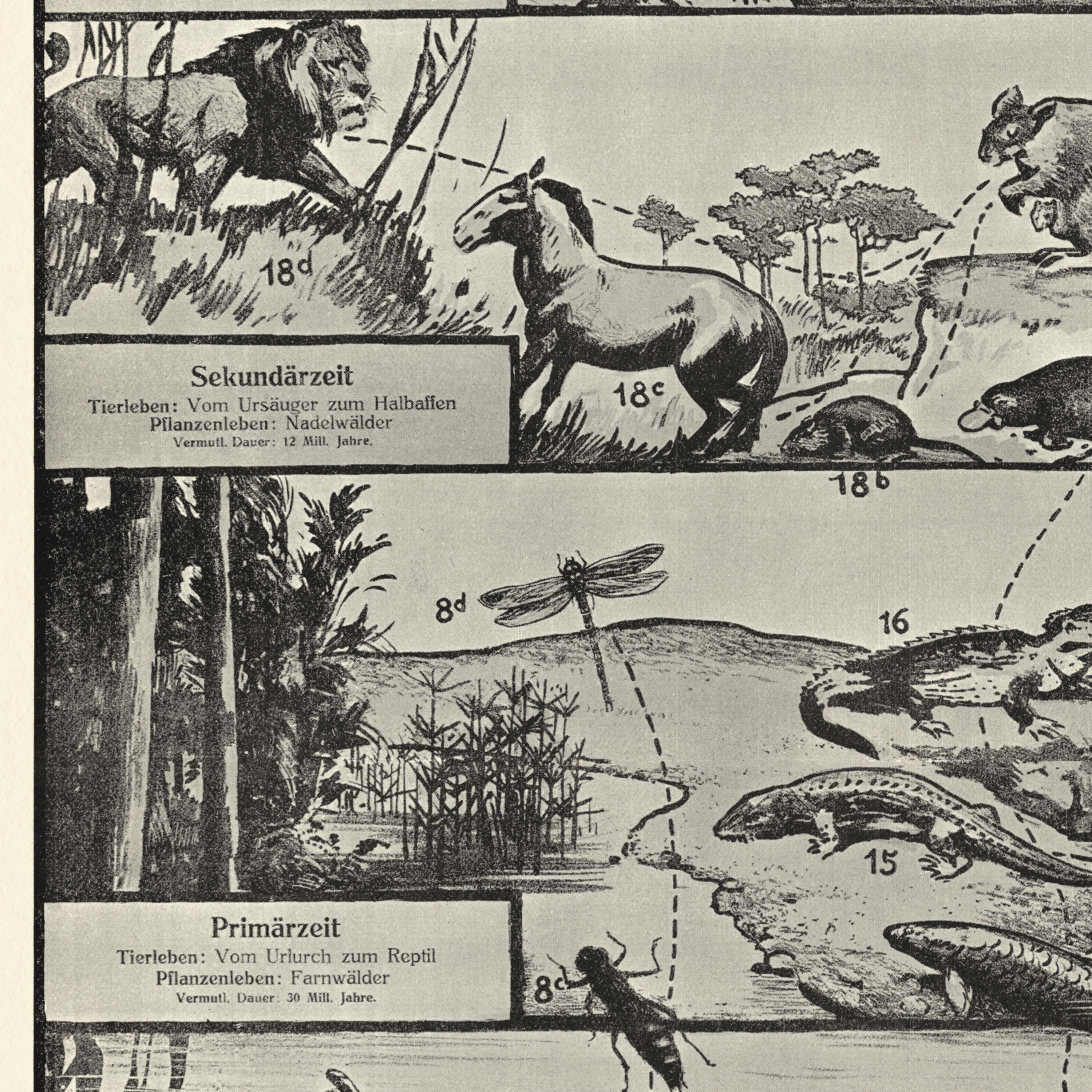 Mankind Evolution: Human Family Tree - Vintage Chart Print, Science ...