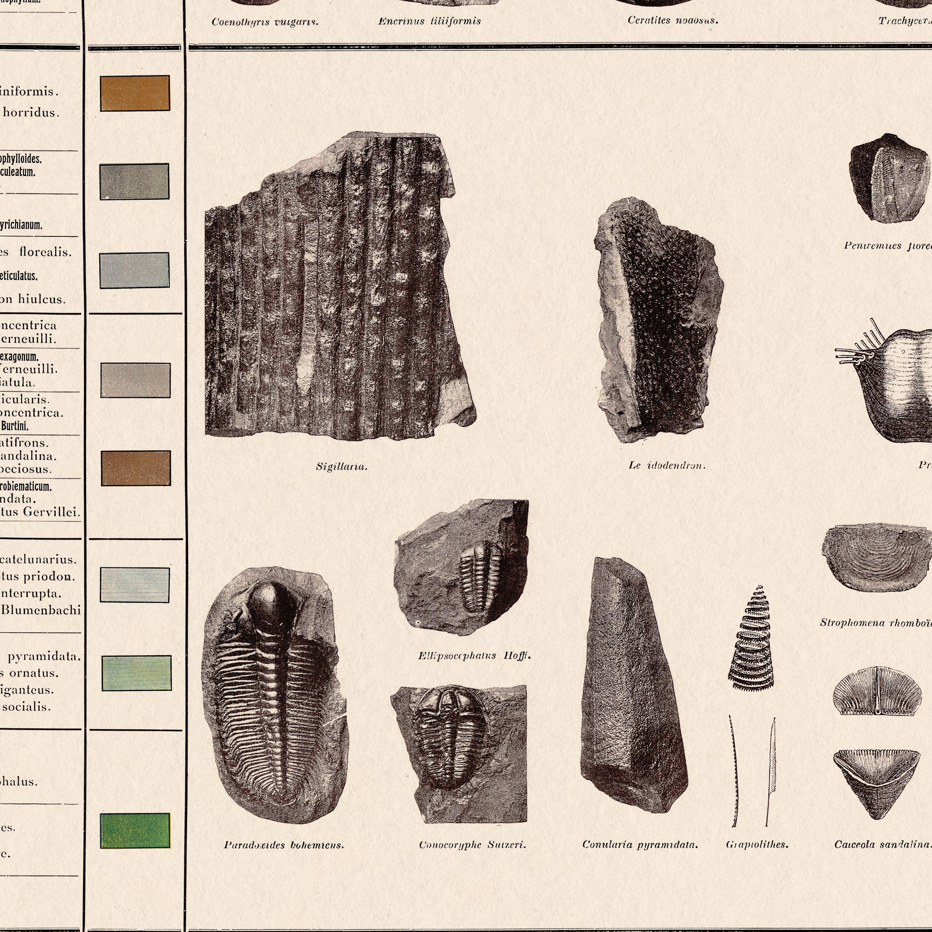 Geological Vintage Chart Print Geology & Fossils Timeline | Etsy UK