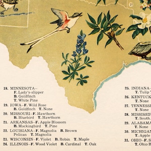Flowers, Birds & Trees of the US Vintage Map Print| State Flower Map ...