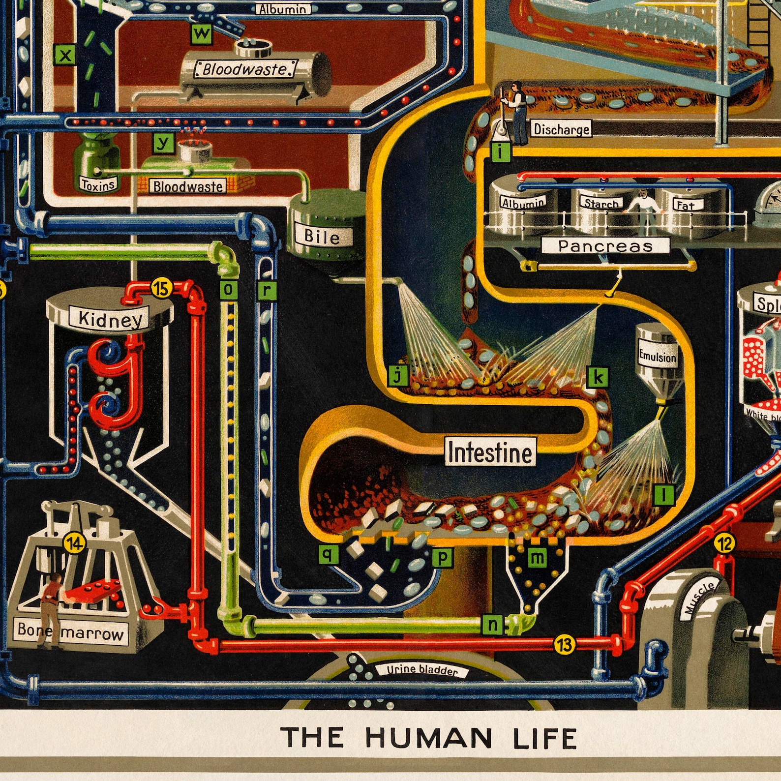 Human Body Vintage Industrial Poster Human Factory Print Mid - Etsy