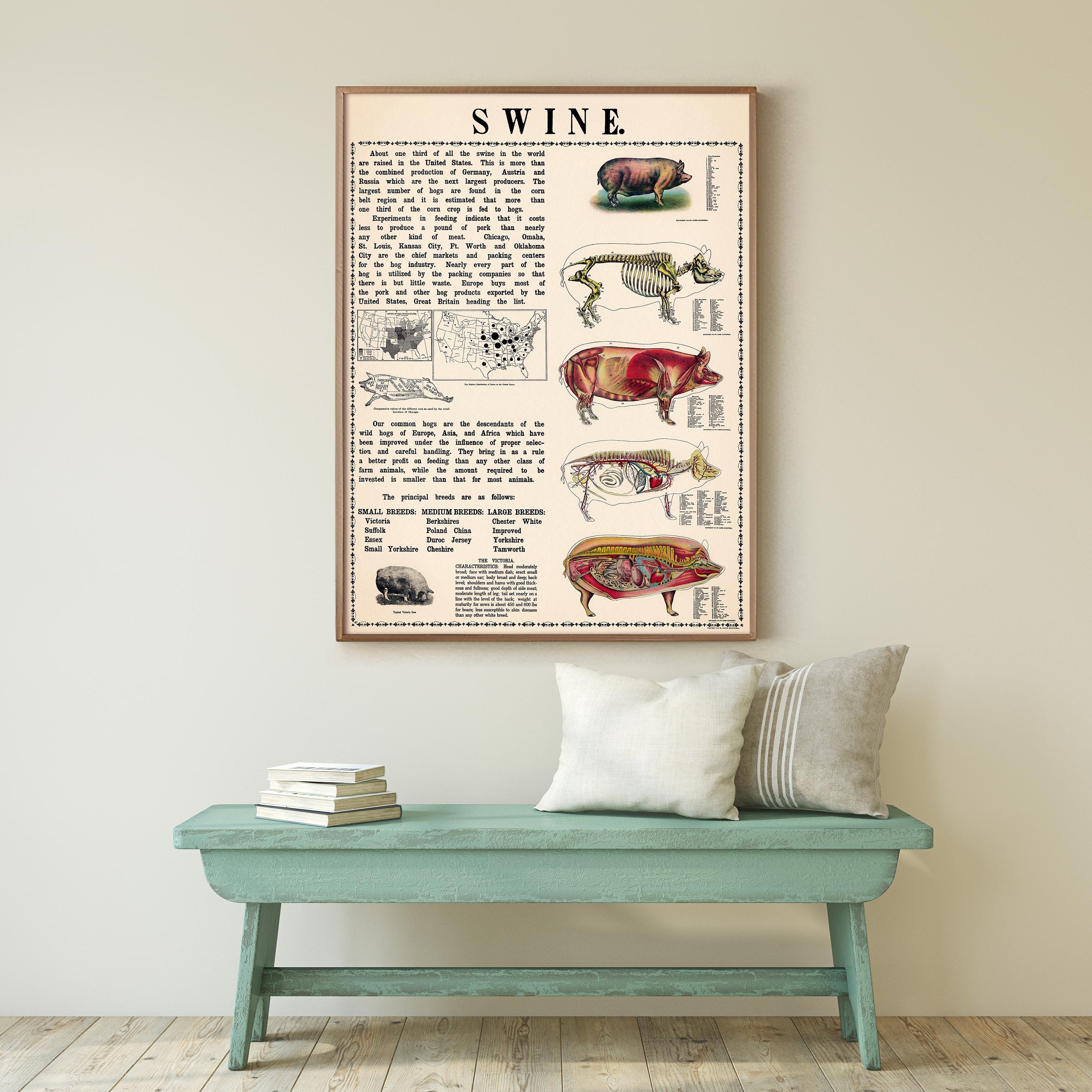 Pigs Vintage Chart Print, Swine Diagram Poster, Wall Art Home Gift - Etsy