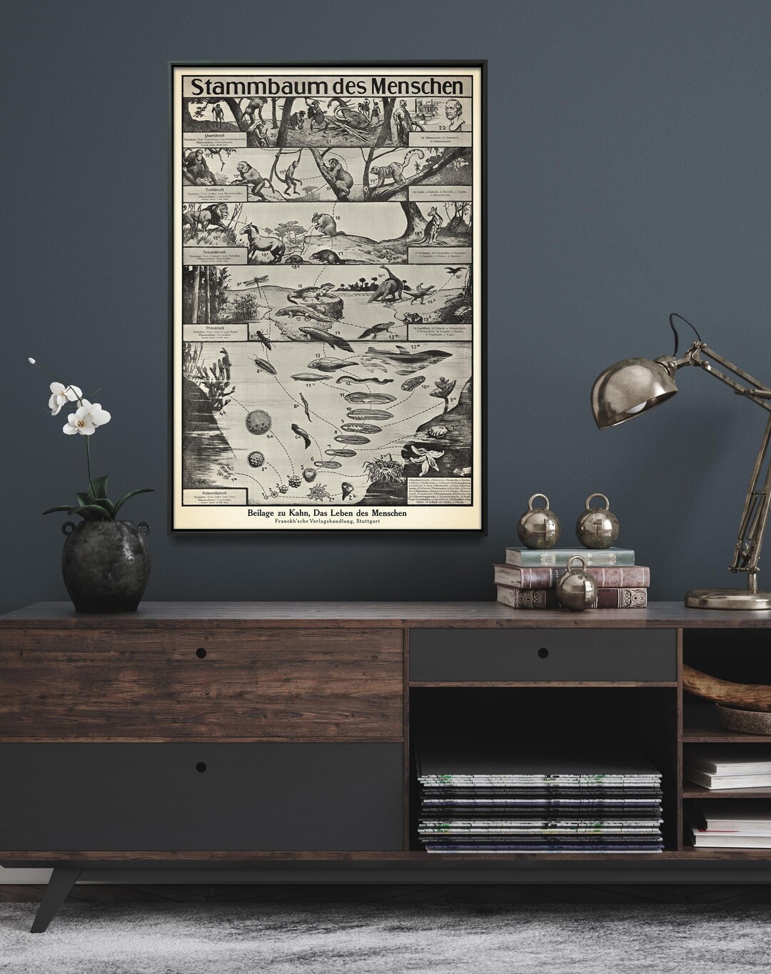 Mankind Evolution: Human Family Tree - Vintage Chart Print, Science ...