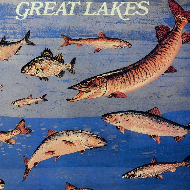 Lakes Fishes Poster – Vintage Native Species Wall Art - Etsy UK