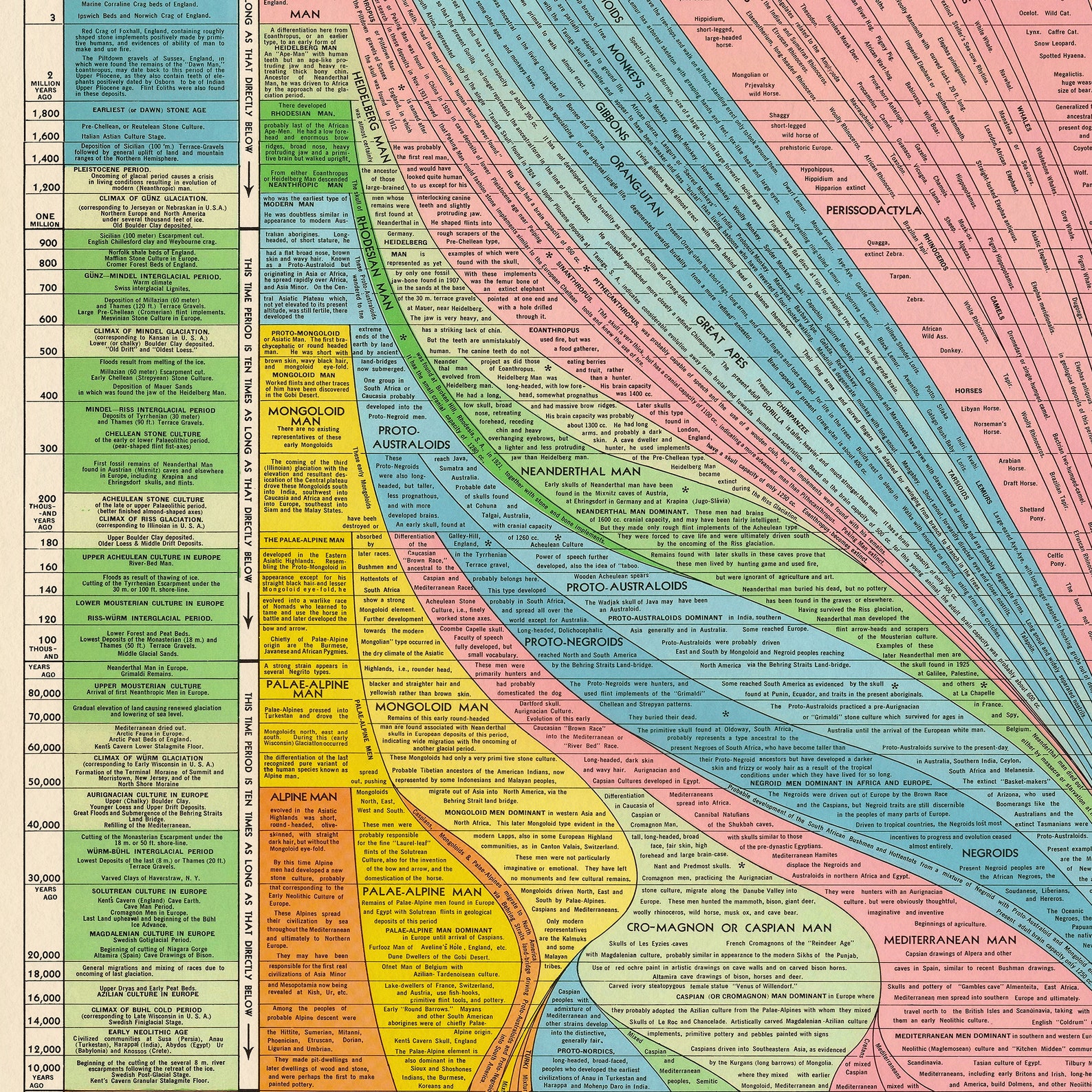 Histomap of Evolution Vintage Chart Print Tall & Narrow - Etsy