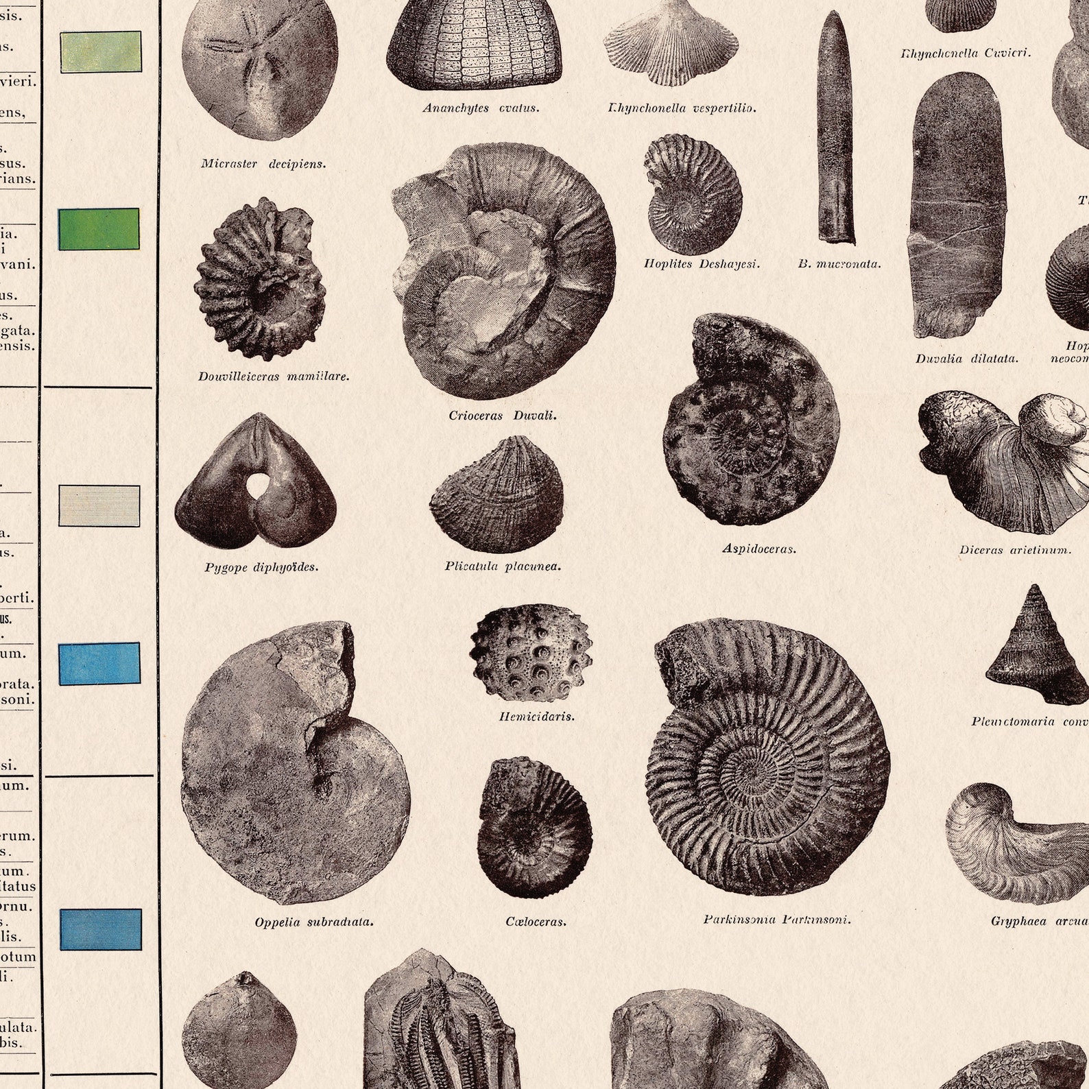 Geological Vintage Chart Print Geology & Fossils Timeline - Etsy
