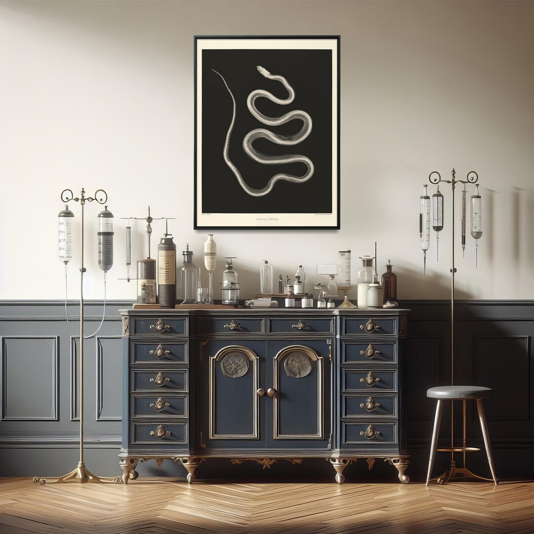Radiography - Vintage Snake X-ray Photographic Print, Great Radiologist Gift - Etsy