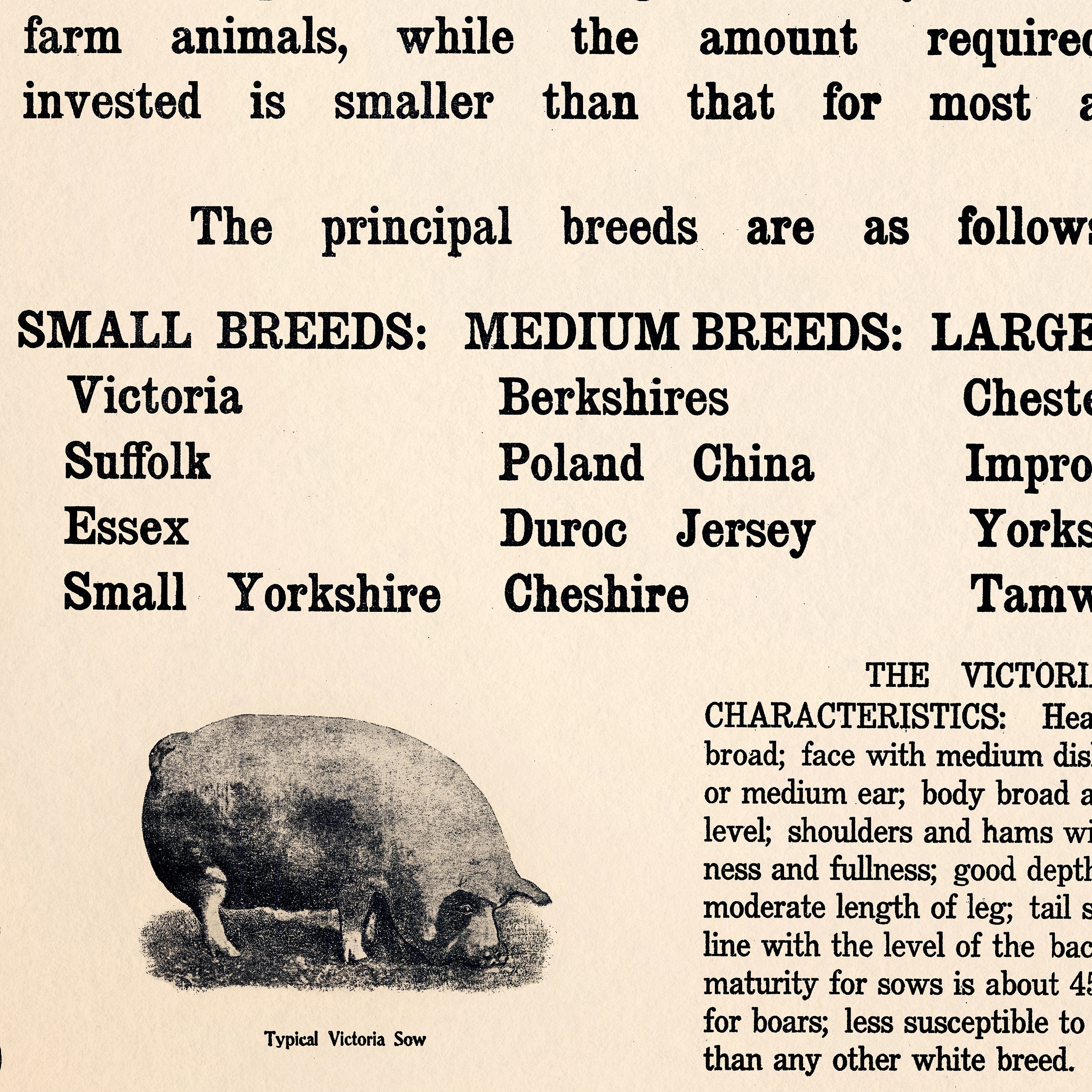 Pigs Vintage Chart Print Swine Diagram Poster Wall Art Home - Etsy