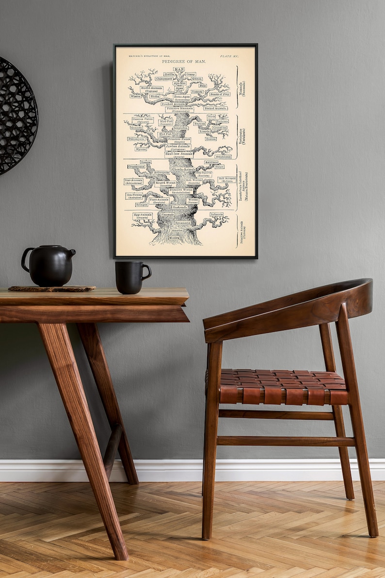 Evolution of Man Vintage Tree Chart Print Pedigree of Man - Etsy