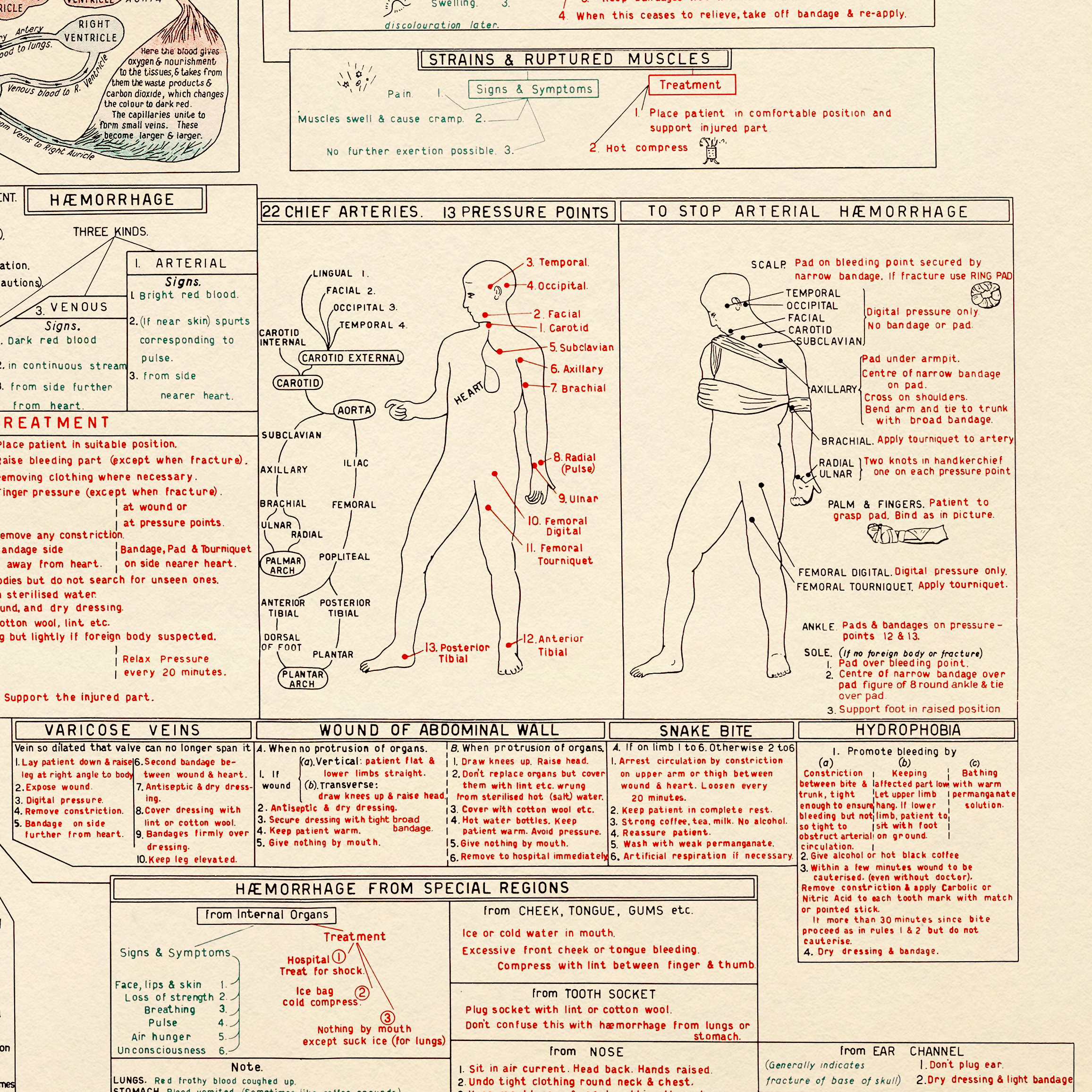 Vintage First Aid Memory Chart Doctor's Office Wall Art - Etsy Australia