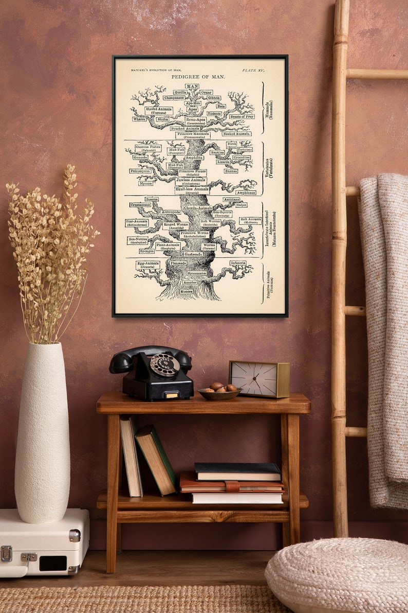 Evolution of Man Vintage Tree Chart Print Pedigree of Man - Etsy