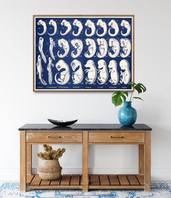 Wall Décor Wall Hangings Home Décor Vintage Evolution Of Man Chart ...