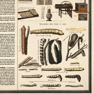 Silkworms Cultivation Vintage Chart Print, Sericulture Poster, Silk ...