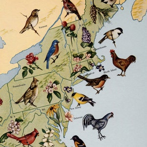 State Birds & Flowers - Vintage United States Map Print, Wall Art Home ...