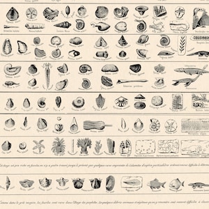 Geological Vintage Chart Print, Geology & Fossils Timeline Poster ...