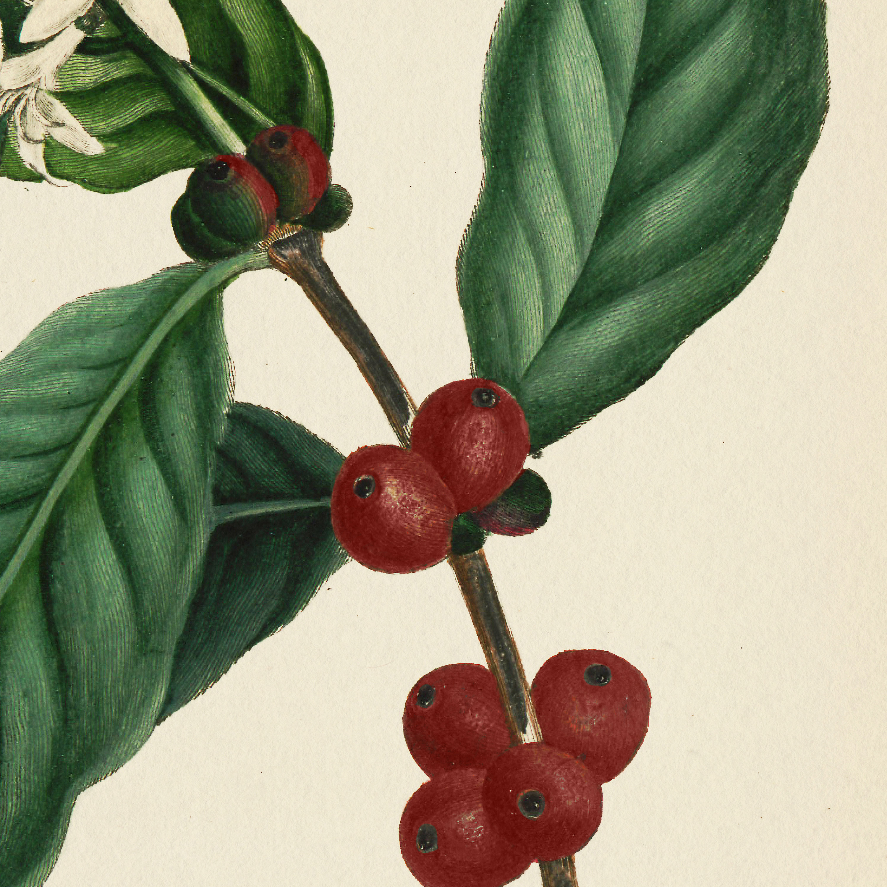 Coffee Plant Print Vintage Coffee Plant Wall Art Kitchen - Etsy