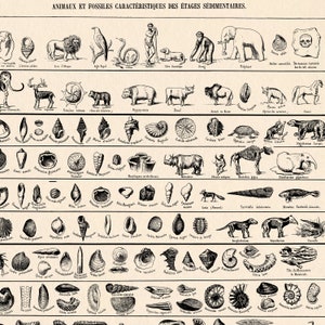 Geological Vintage Chart Print, Geology & Fossils Timeline Poster ...