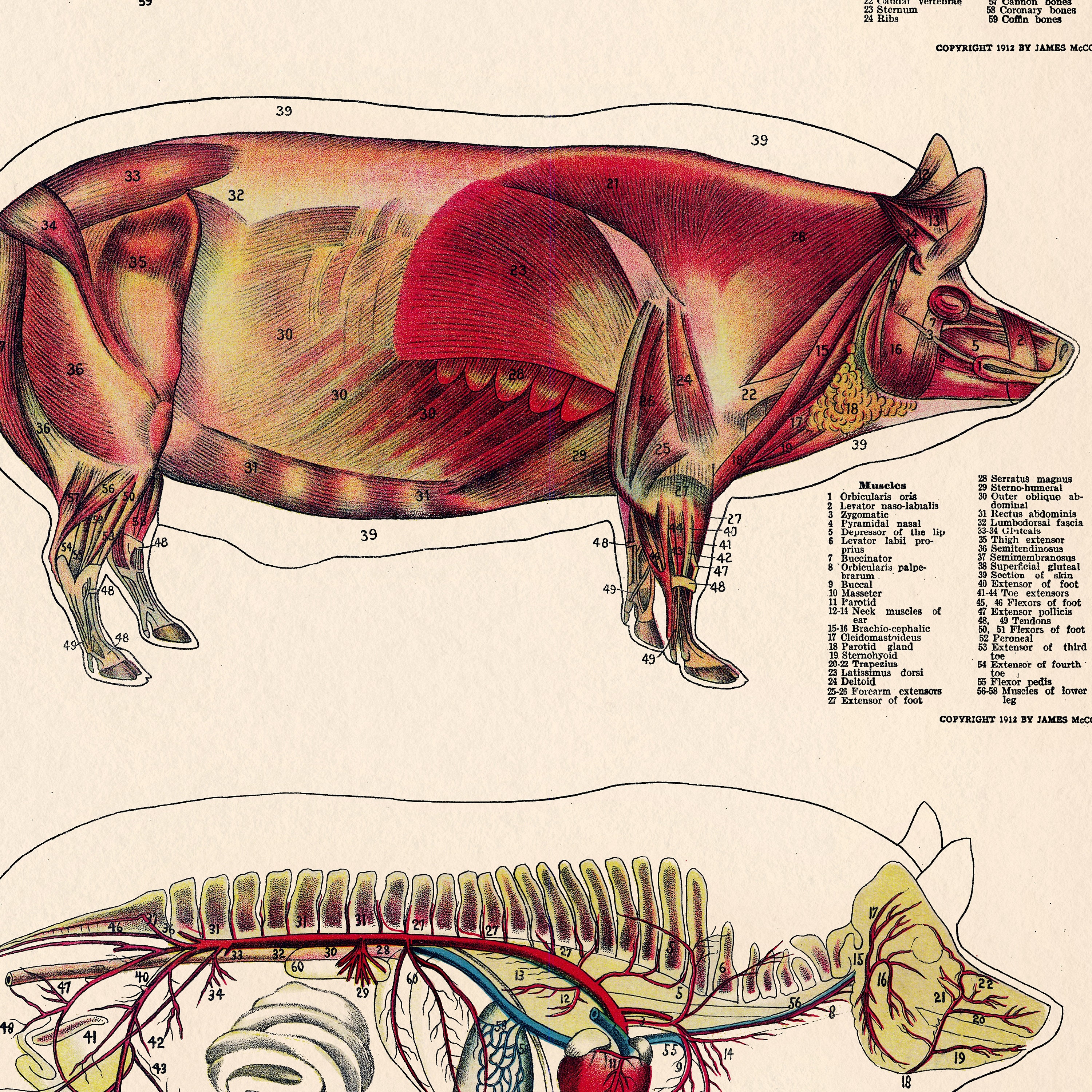 Pigs Vintage Chart Print, Swine Diagram Poster, Wall Art Home Gift - Etsy