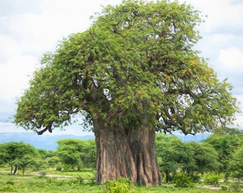 Baobab tree | Etsy