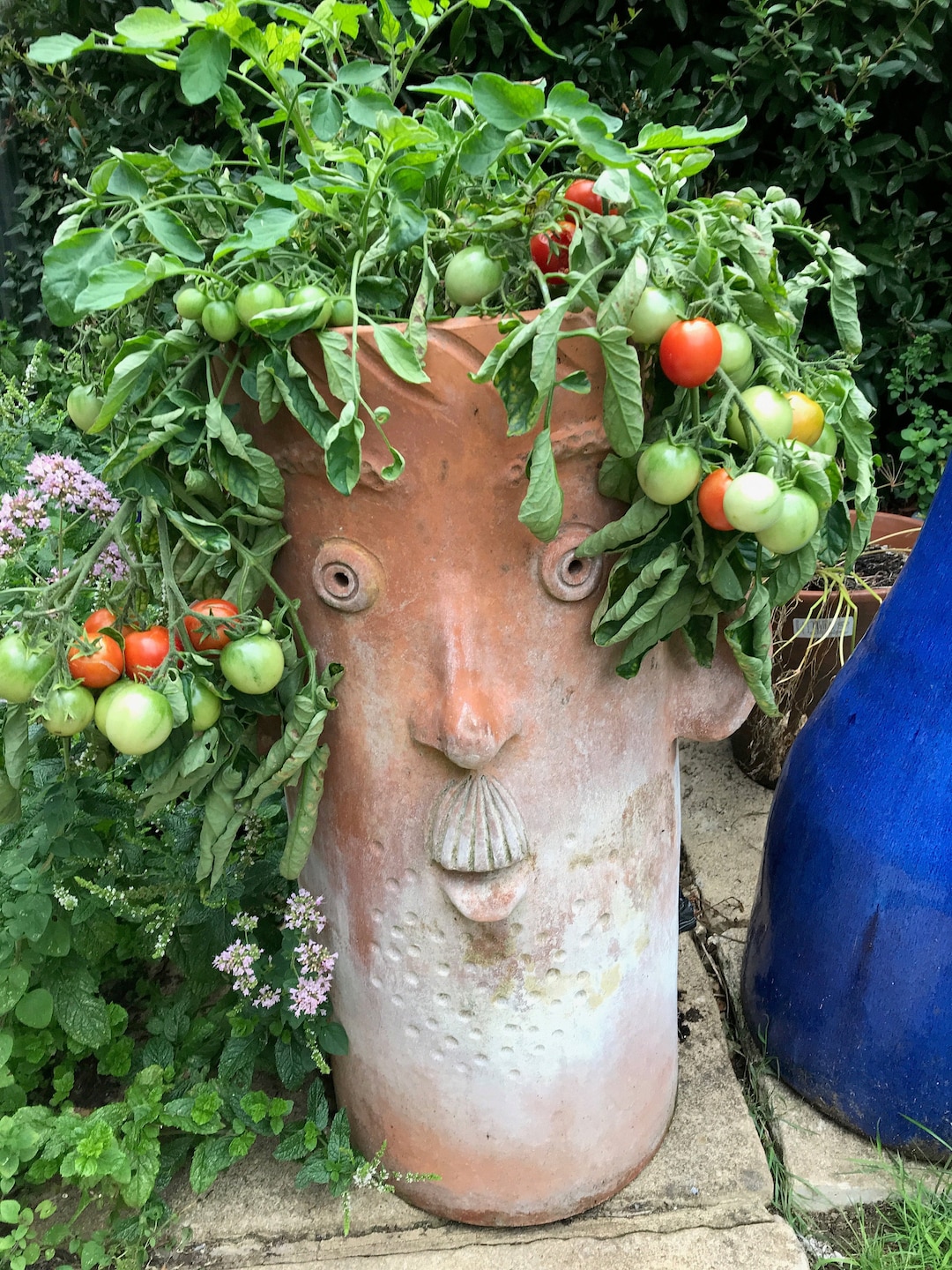 Plants Tomate Tumbling Tom Red UK 3 x 9 cm Plantes en pot - Etsy France