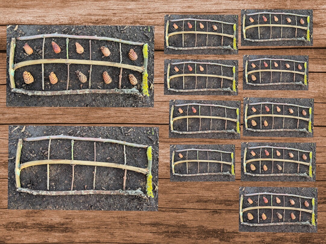 Tens Frame Nature Number Cards Printable 0-10 Subitising Numeral ...