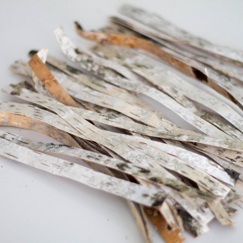 Birch Bark Strips - Etsy