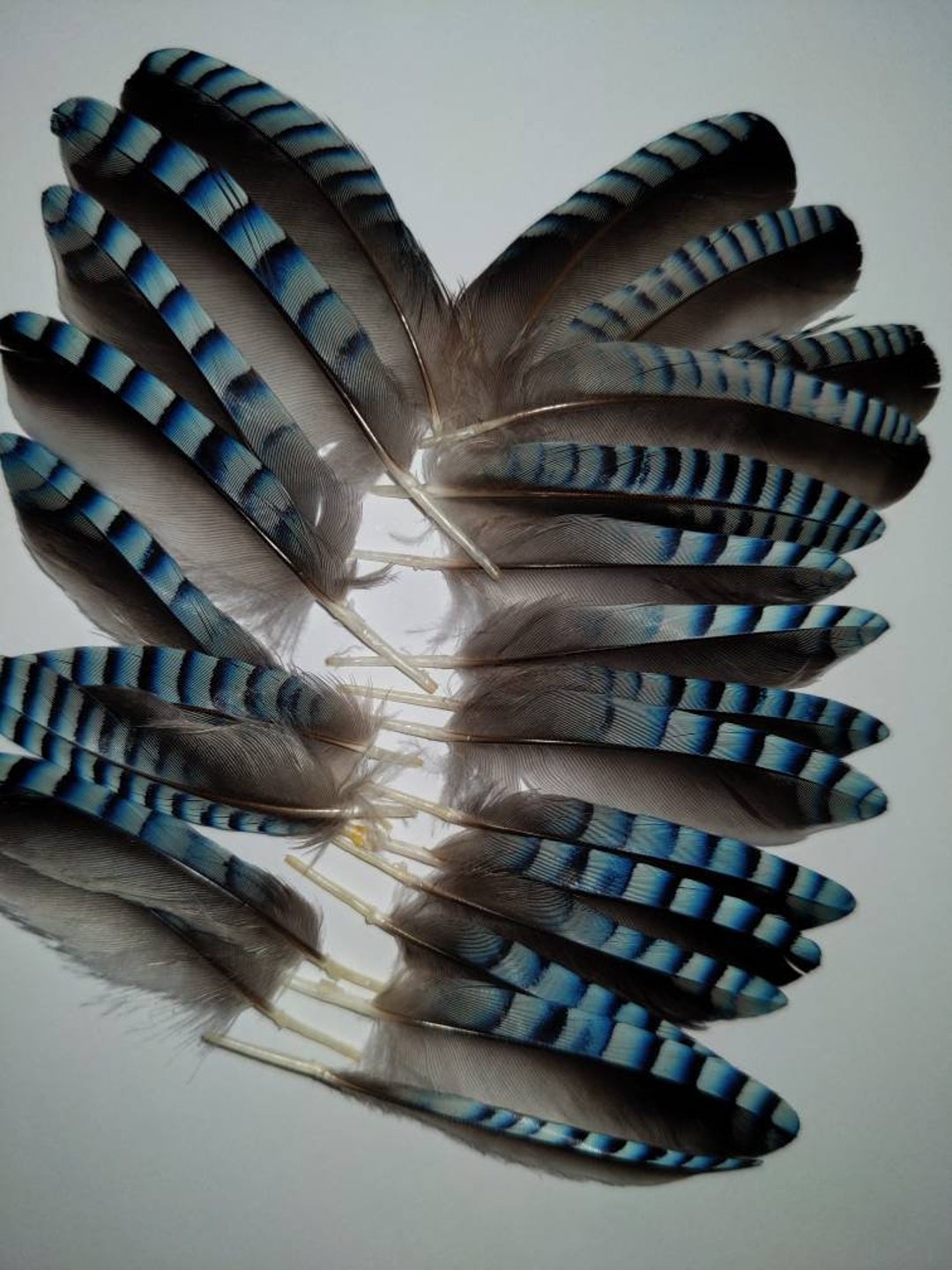 Blue Jay Wing Feathers Beautiful Small Feathers Pack of 30 - Etsy UK