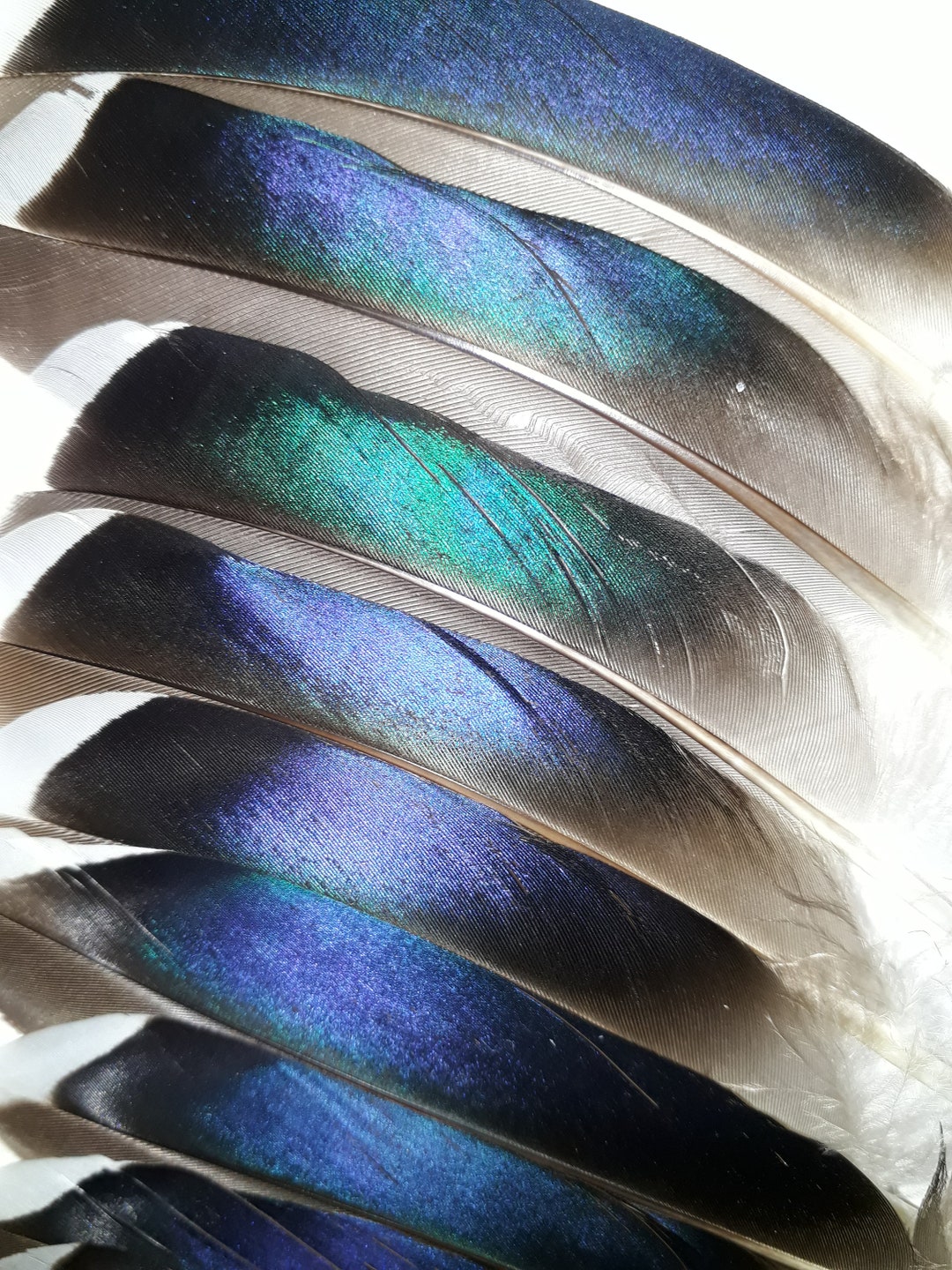 Blue Mallard Duck Wing Feathers Pack of 30 - Etsy