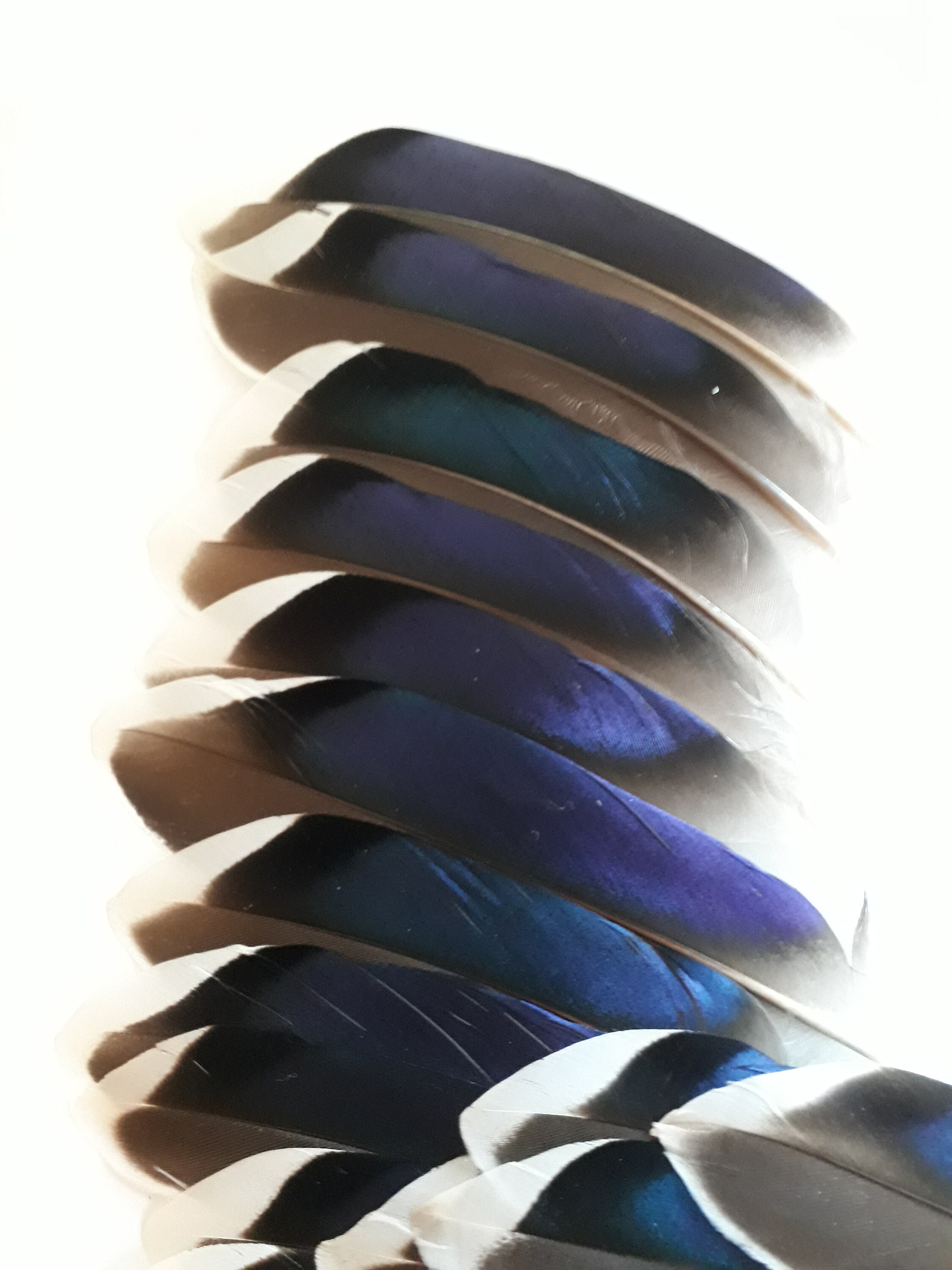 Blue Mallard Duck Wing Feathers Pack of 30 - Etsy