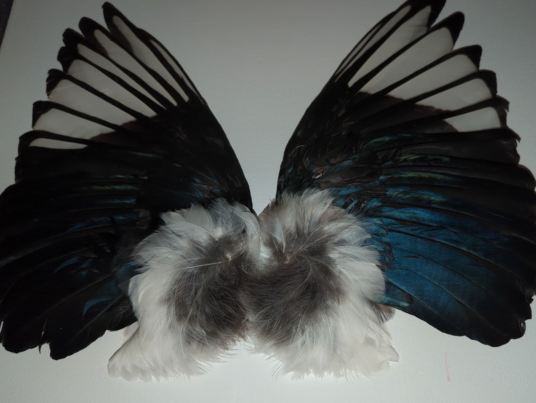 Magpie Wings Dried for Crafting or Flytying. - Etsy Canada