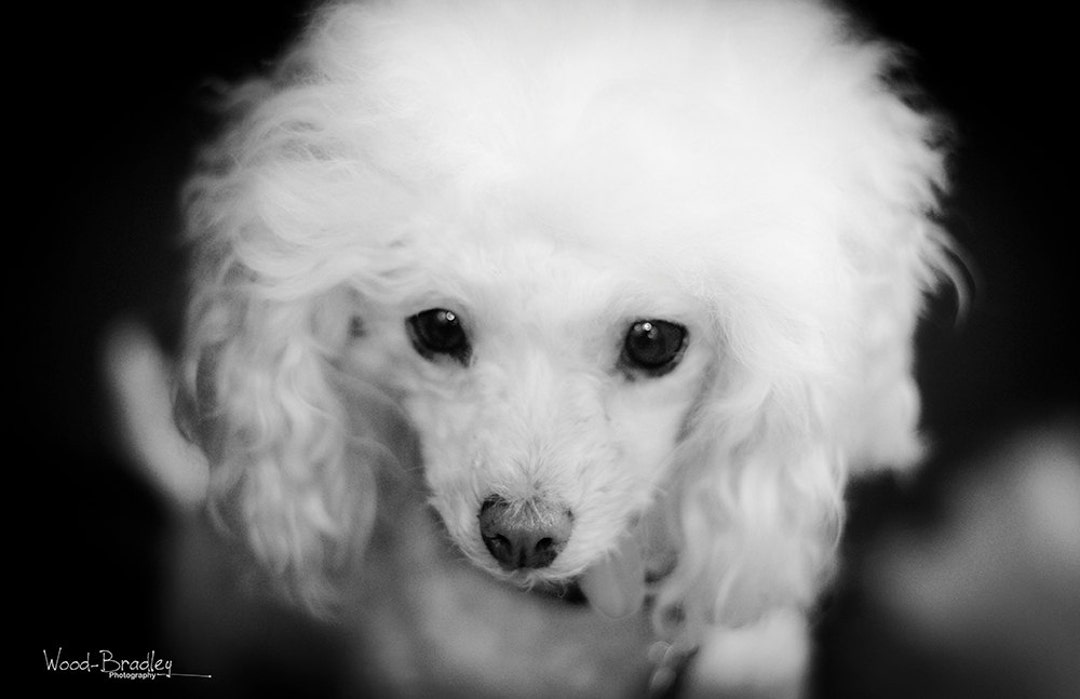 Rockin' the 80's Hair Do, Original Photographic Image Instant Digital ...