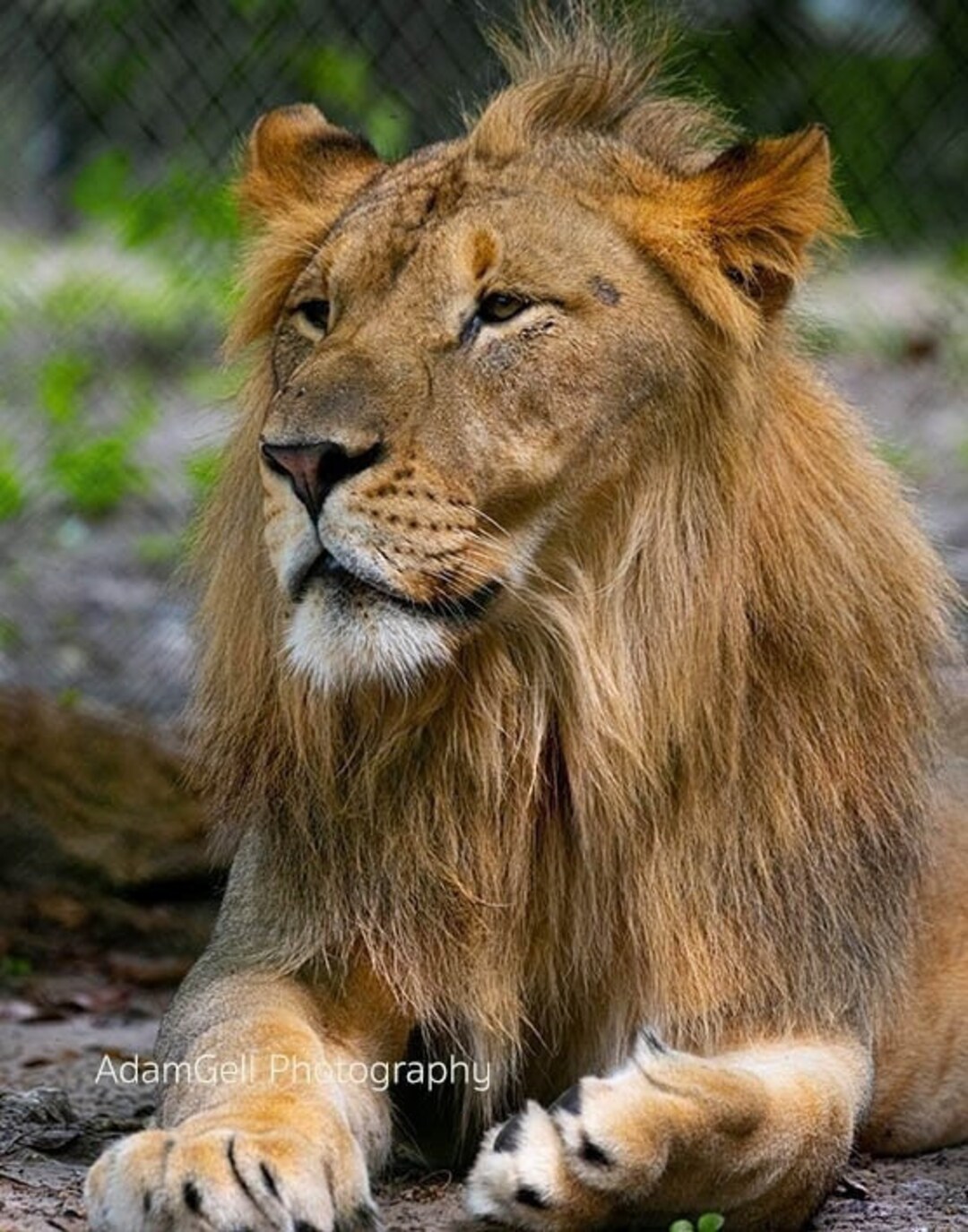 Lion Relaxes in the Shady Tree Shadow, Lion,lioness,nature, Animal ...