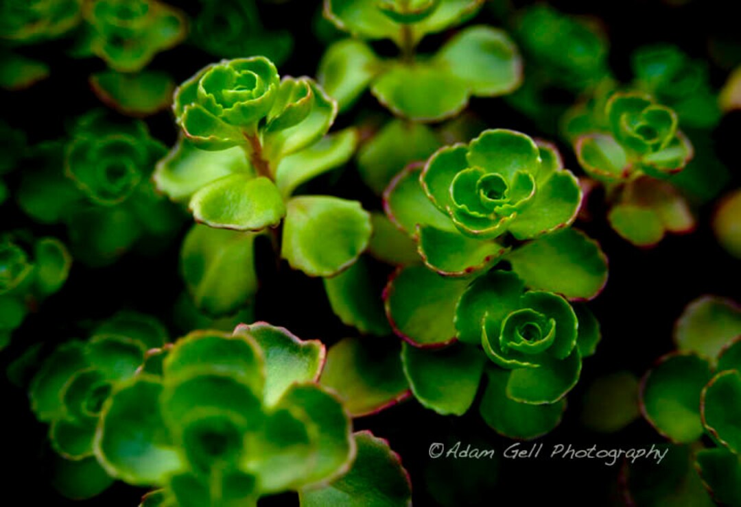 Emerald Green Plant Print,flower Print,nature Photography,green Photo ...