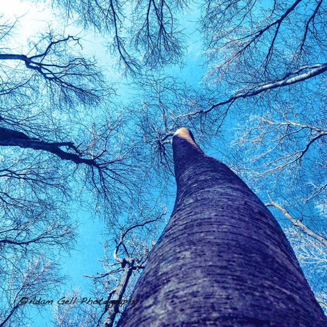 Blue Sky Tree Print, Nature Photography, Square Wall Art - Etsy