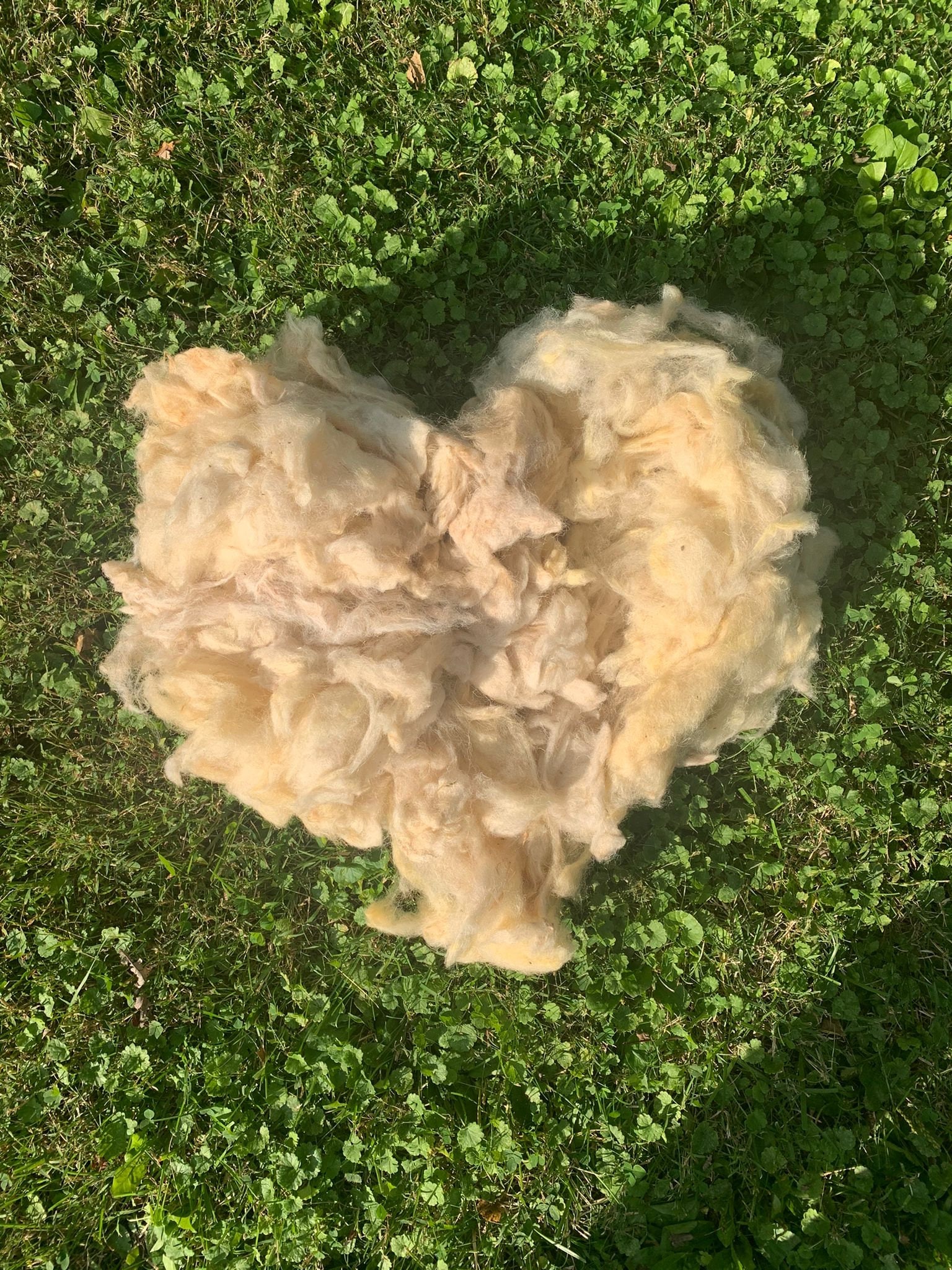 10 Lb Hand Washed Natural Wool From Mountain Located Farm Grass Feeded ...